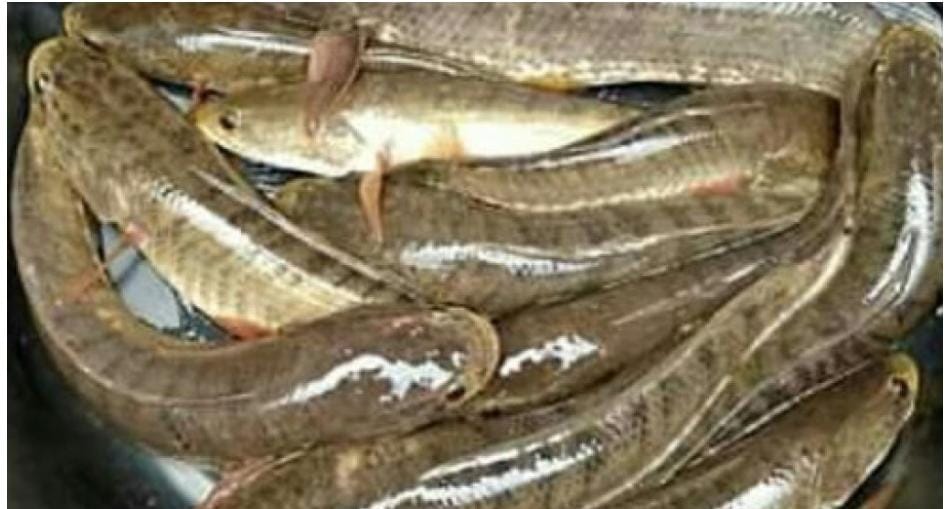 Lebih Dekat dengan Aneka Manfaat Ikan Gabus - Media Berita Online Indonesia